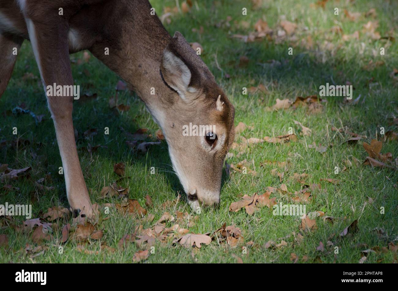 White tailed deer eating acorns hi-res stock photography and images - Alamy