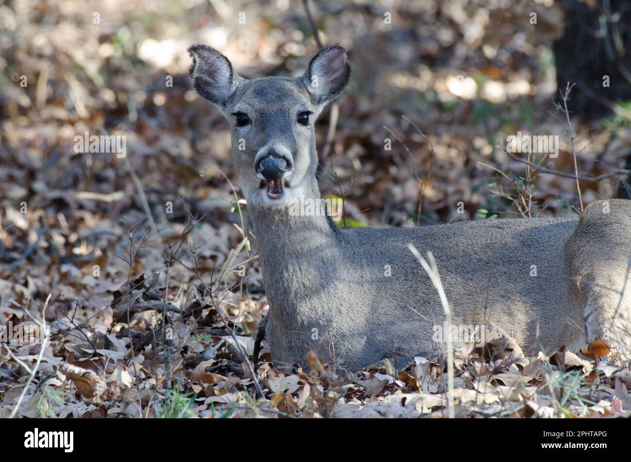 White-tailed Deer, Odocoileus virginianus, doe bedded down and chewing ...