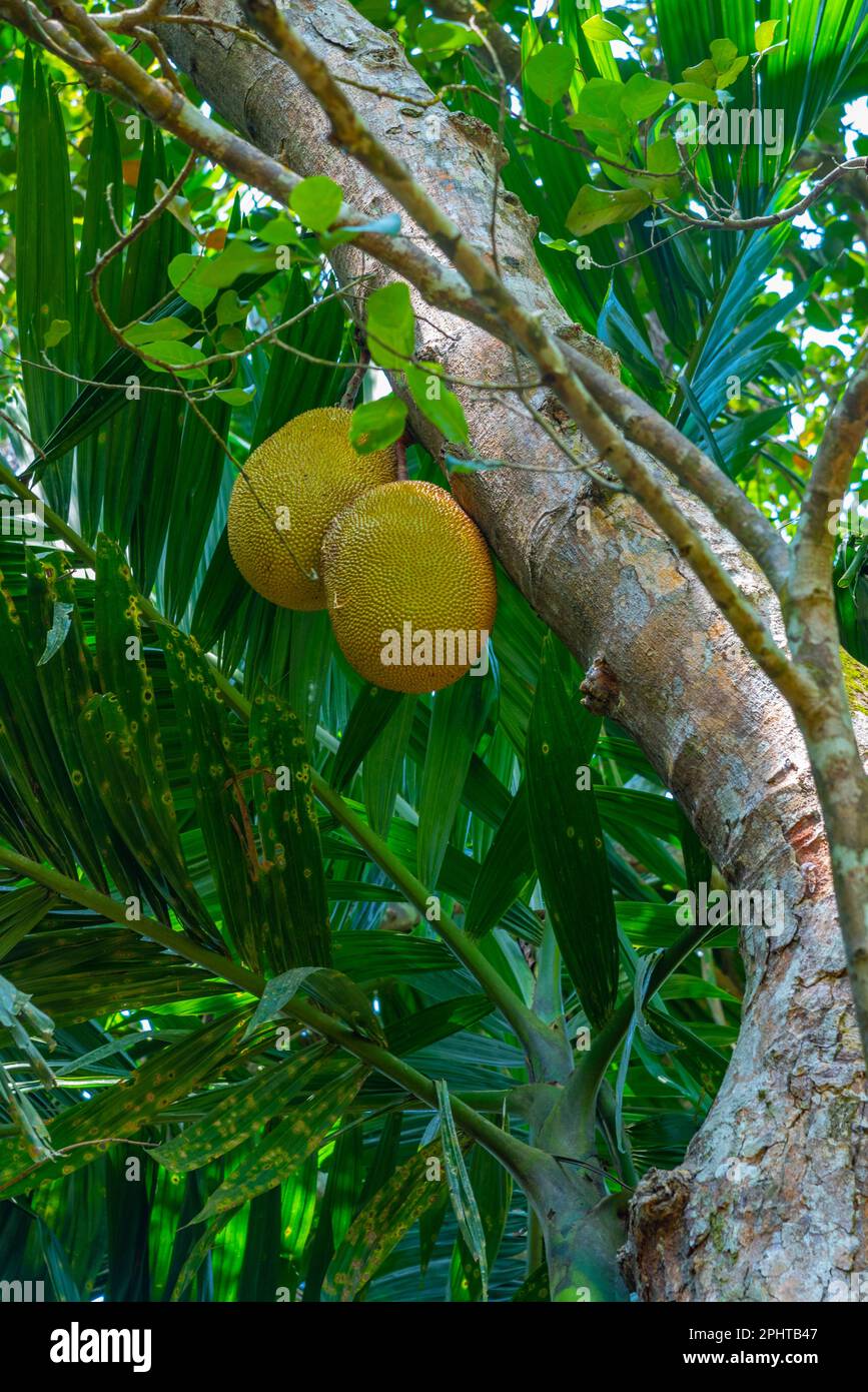 Jackfruit on a tree at Sri Lanka Stock Photo - Alamy