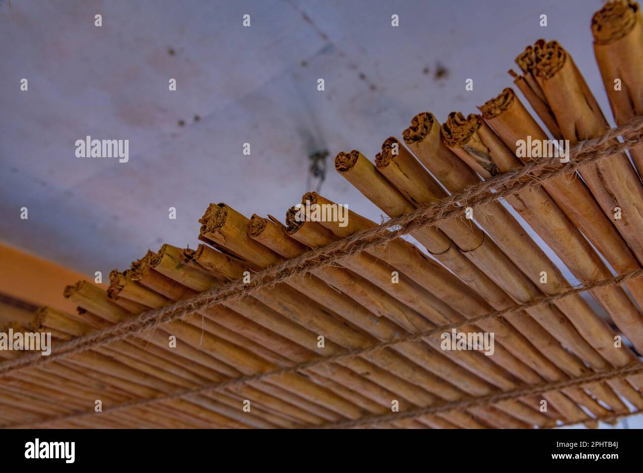 Cinnamon being dried up during production, Sri Lanka Stock Photo - Alamy