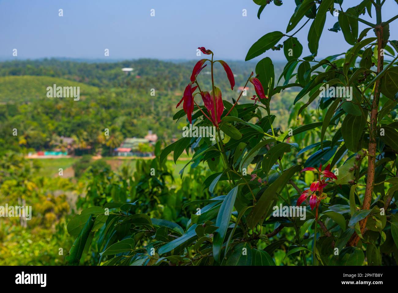 Mirissa hills cinnamon plantation at Sri Lanka Stock Photo - Alamy