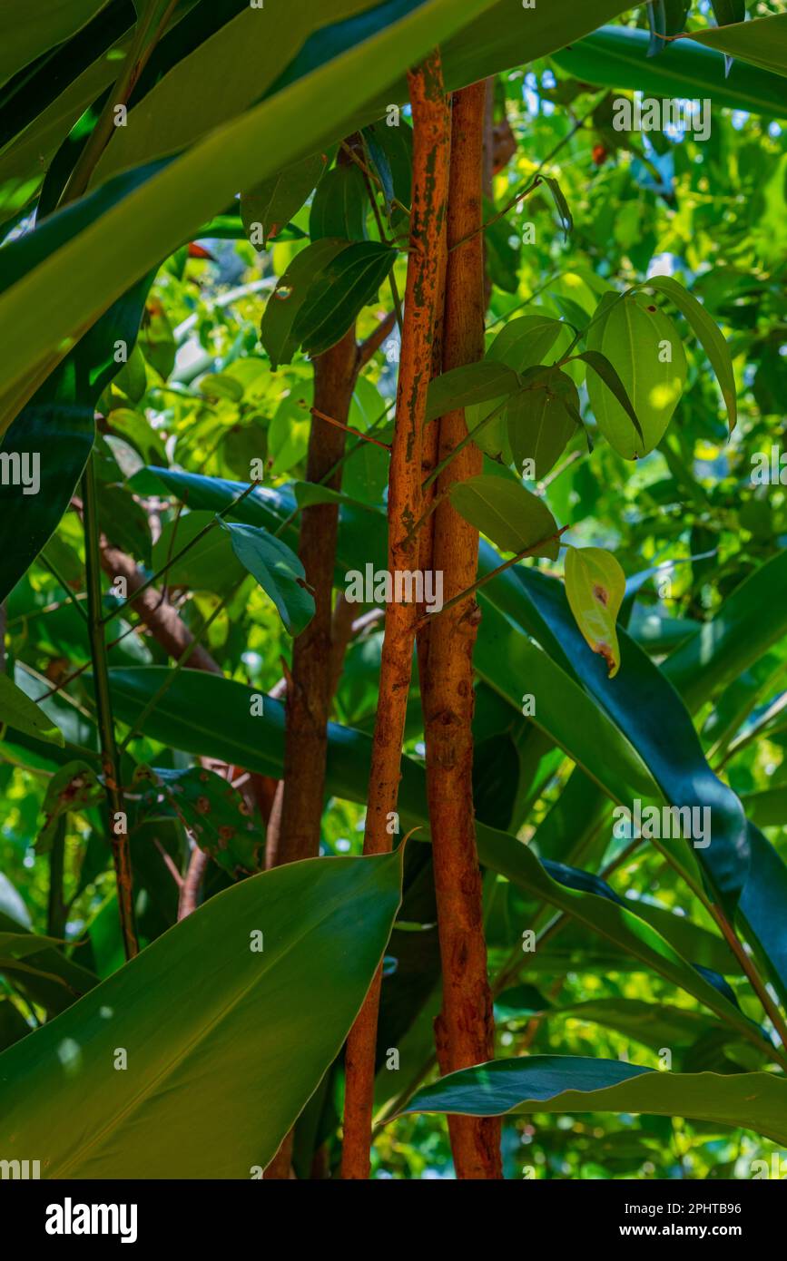 Cinnamon tree production hi-res stock photography and images - Alamy