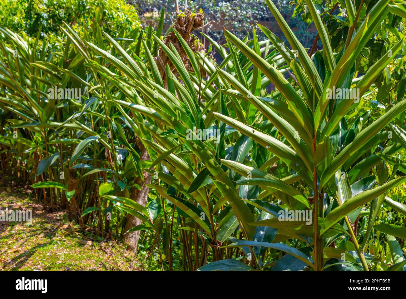 Mirissa hills cinnamon plantation at Sri Lanka Stock Photo - Alamy