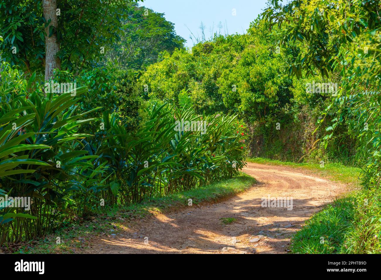 Ceylon cinnamon cinnamomum zeylanicum cinnamon hi-res stock photography ...
