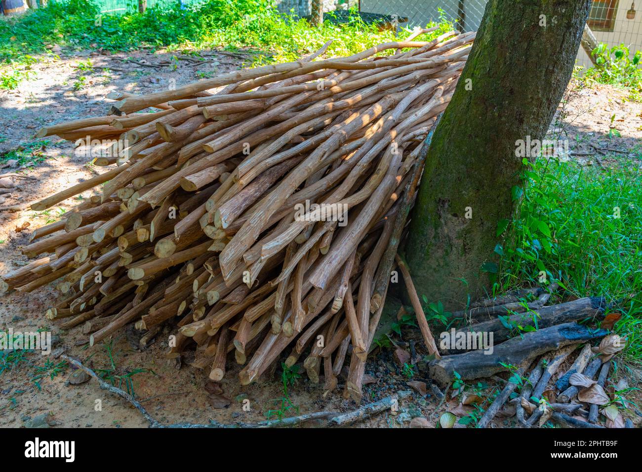 Cinnamon being dried up during production, Sri Lanka Stock Photo - Alamy