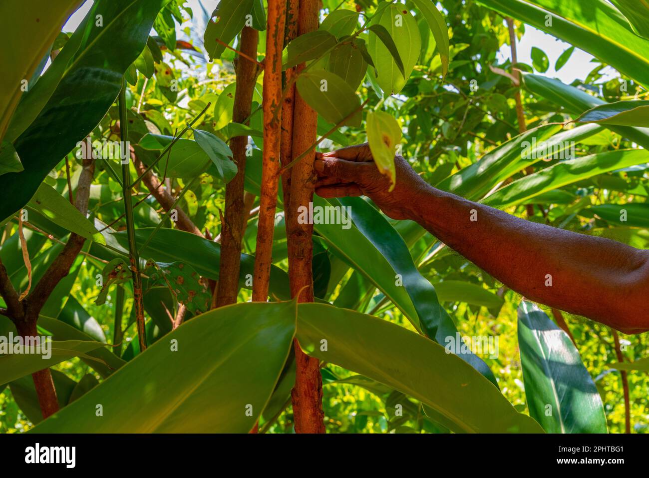 Ceylon cinnamon tree hi-res stock photography and images - Alamy