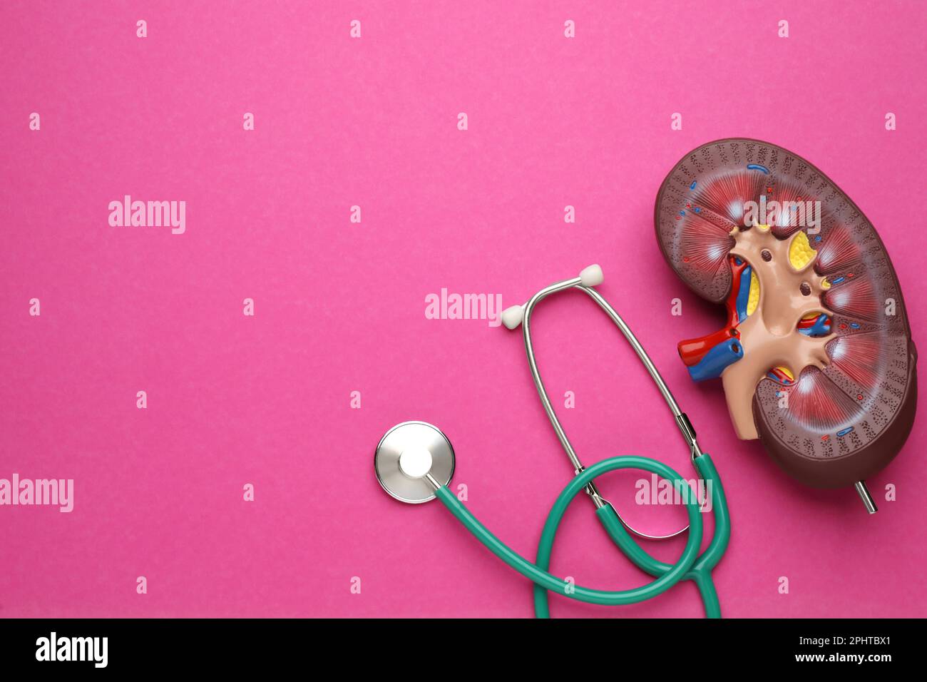 Kidney model and stethoscope on pink background, flat lay. Space for ...