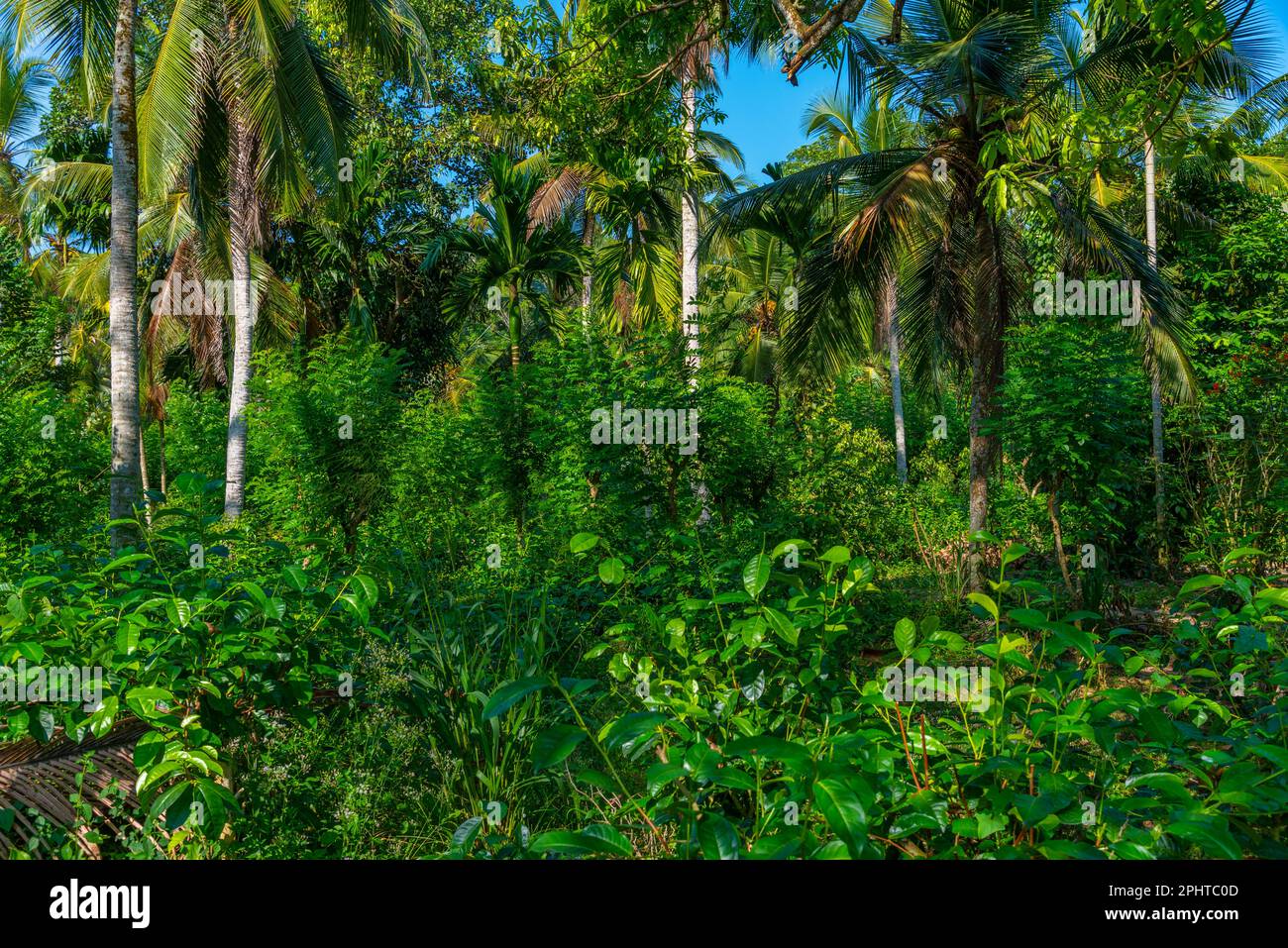 Tea plantations at Handunugoda tea estate near Koggala, Sri Lanka Stock ...
