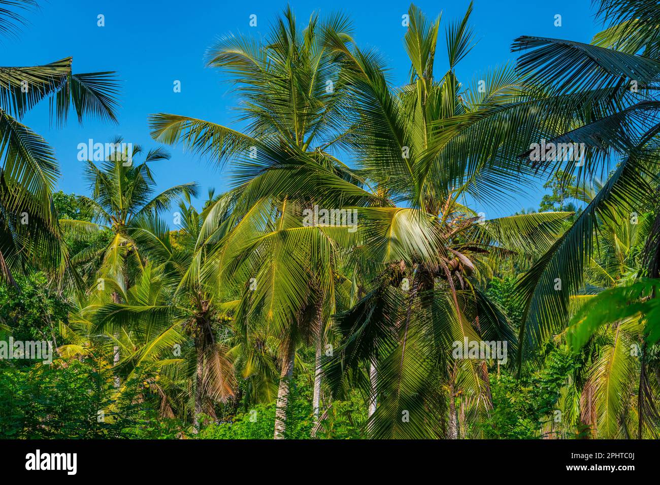Tea plantations at Handunugoda tea estate near Koggala, Sri Lanka Stock ...