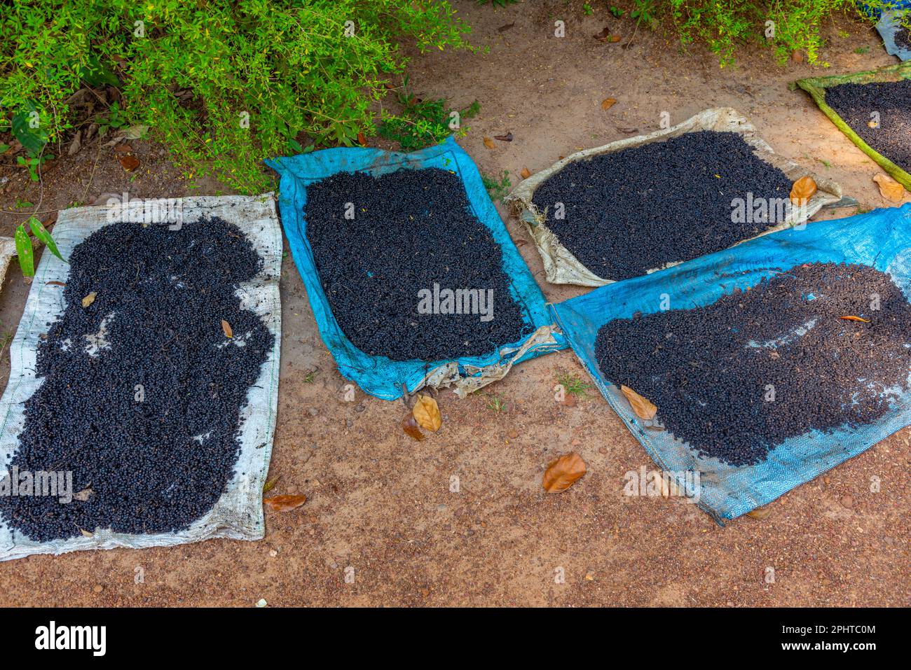 Dried tea leaves on ground Stock Photo - Alamy