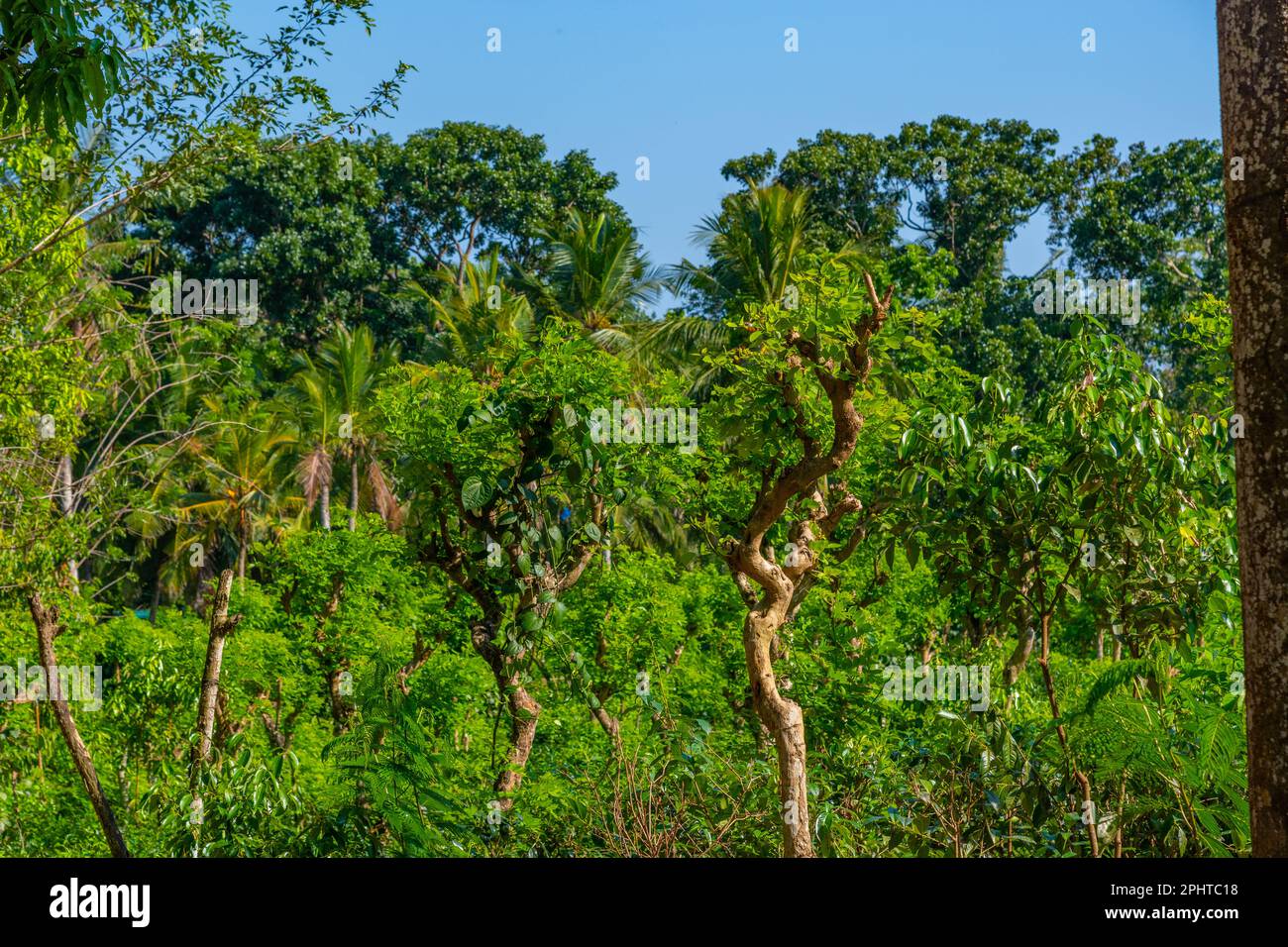 Tea plantations at Handunugoda tea estate near Koggala, Sri Lanka Stock ...