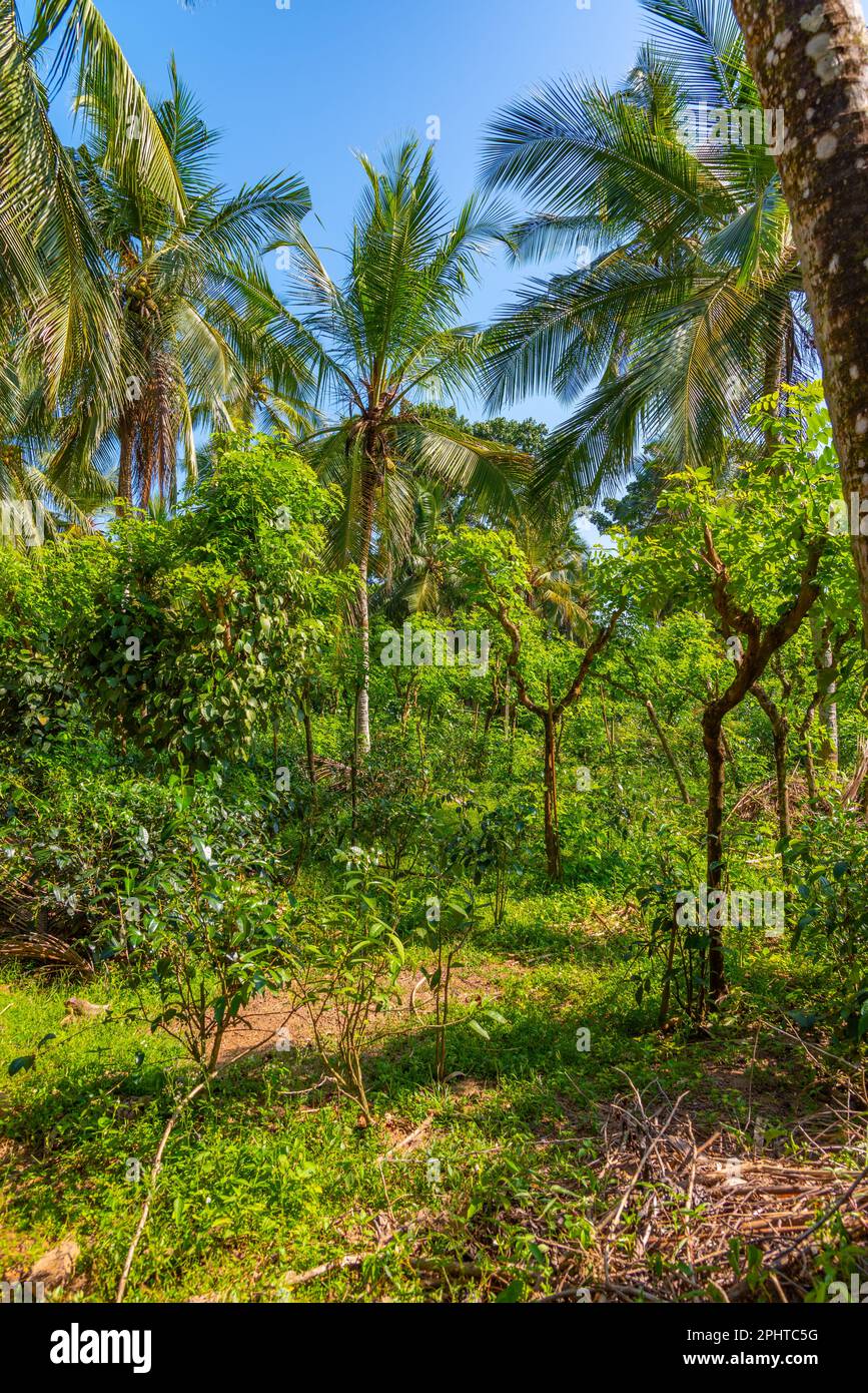 Tea plantations at Handunugoda tea estate near Koggala, Sri Lanka Stock ...