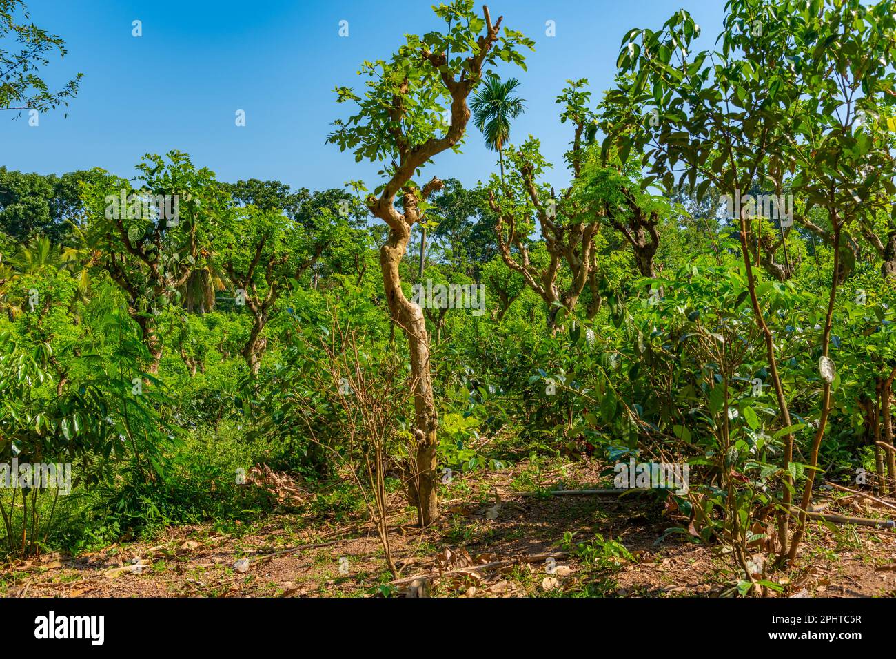 Tea plantations at Handunugoda tea estate near Koggala, Sri Lanka Stock ...