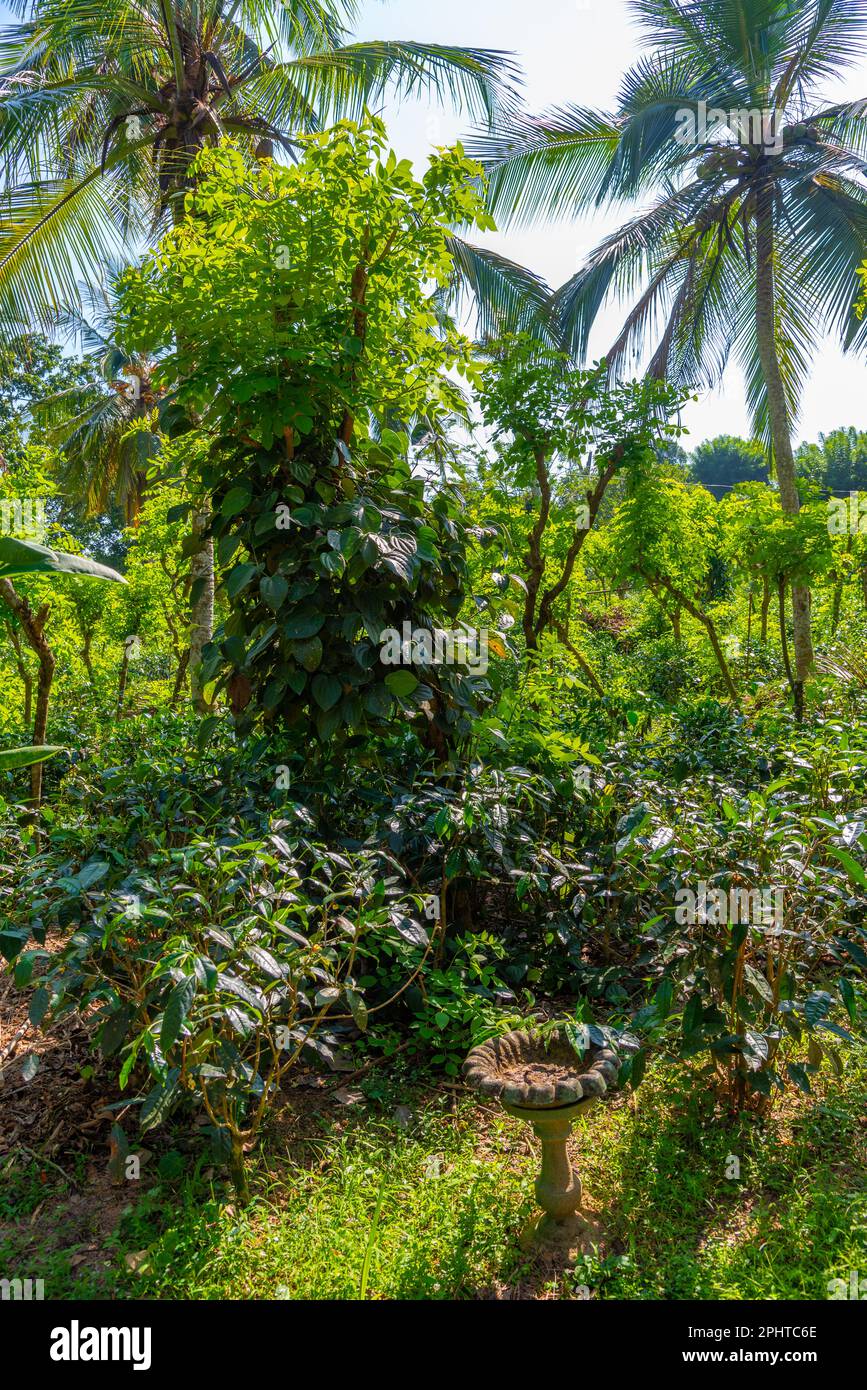 Tea plantations at Handunugoda tea estate near Koggala, Sri Lanka Stock ...