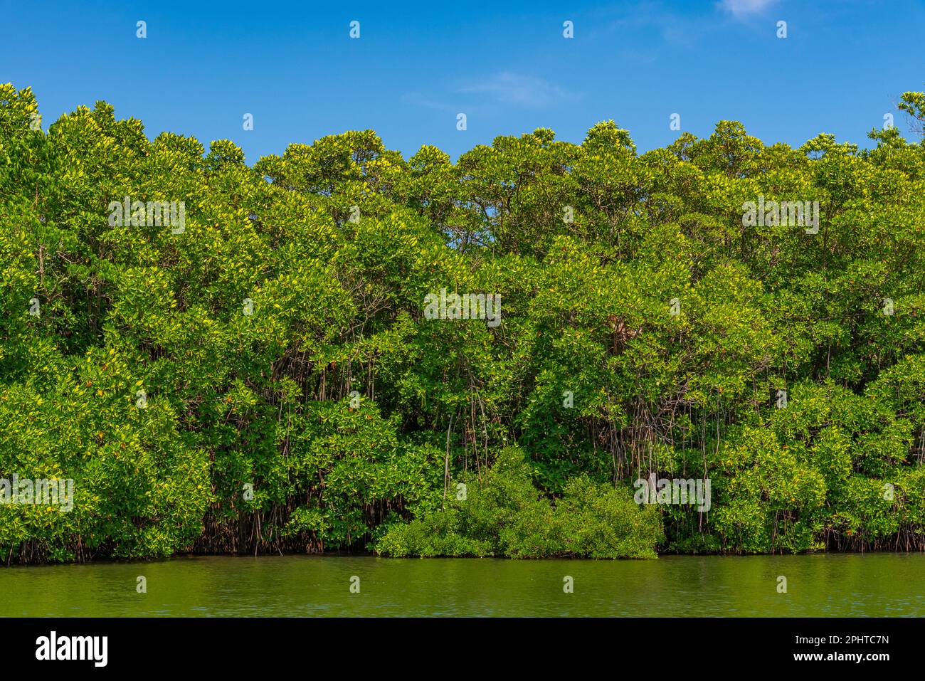 Lush forests surrounding the Koggala lagoon in Sri Lanka Stock Photo ...