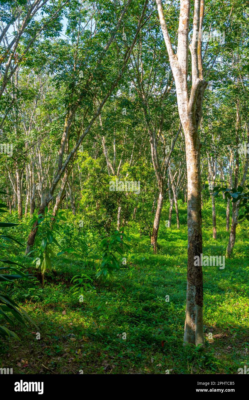 Tea plantations at Handunugoda tea estate near Koggala, Sri Lanka Stock ...