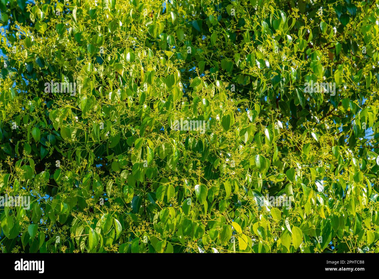 Tea plantations at Handunugoda tea estate near Koggala, Sri Lanka Stock ...
