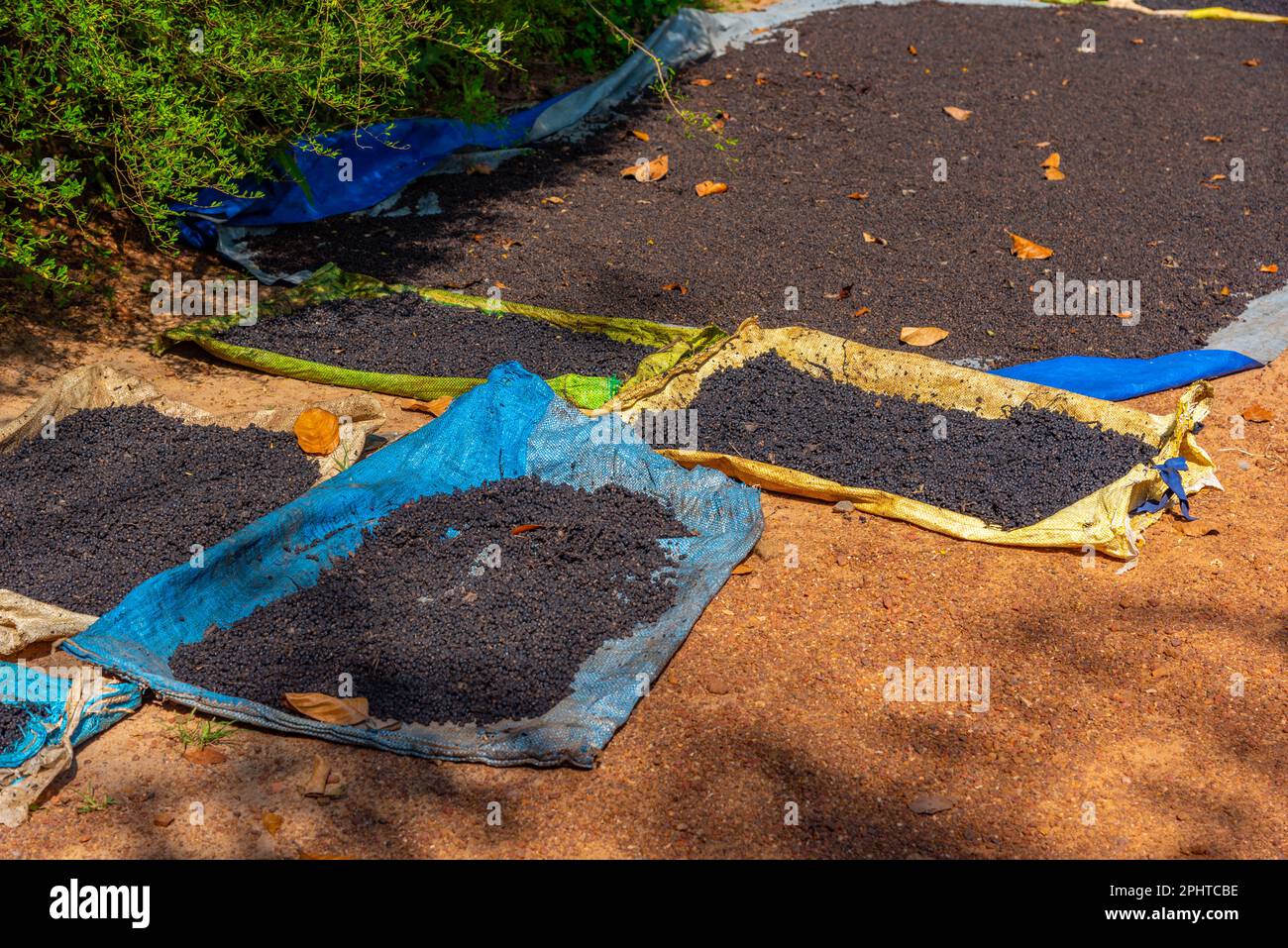 Black pepper plant sri lanka hi-res stock photography and images - Alamy