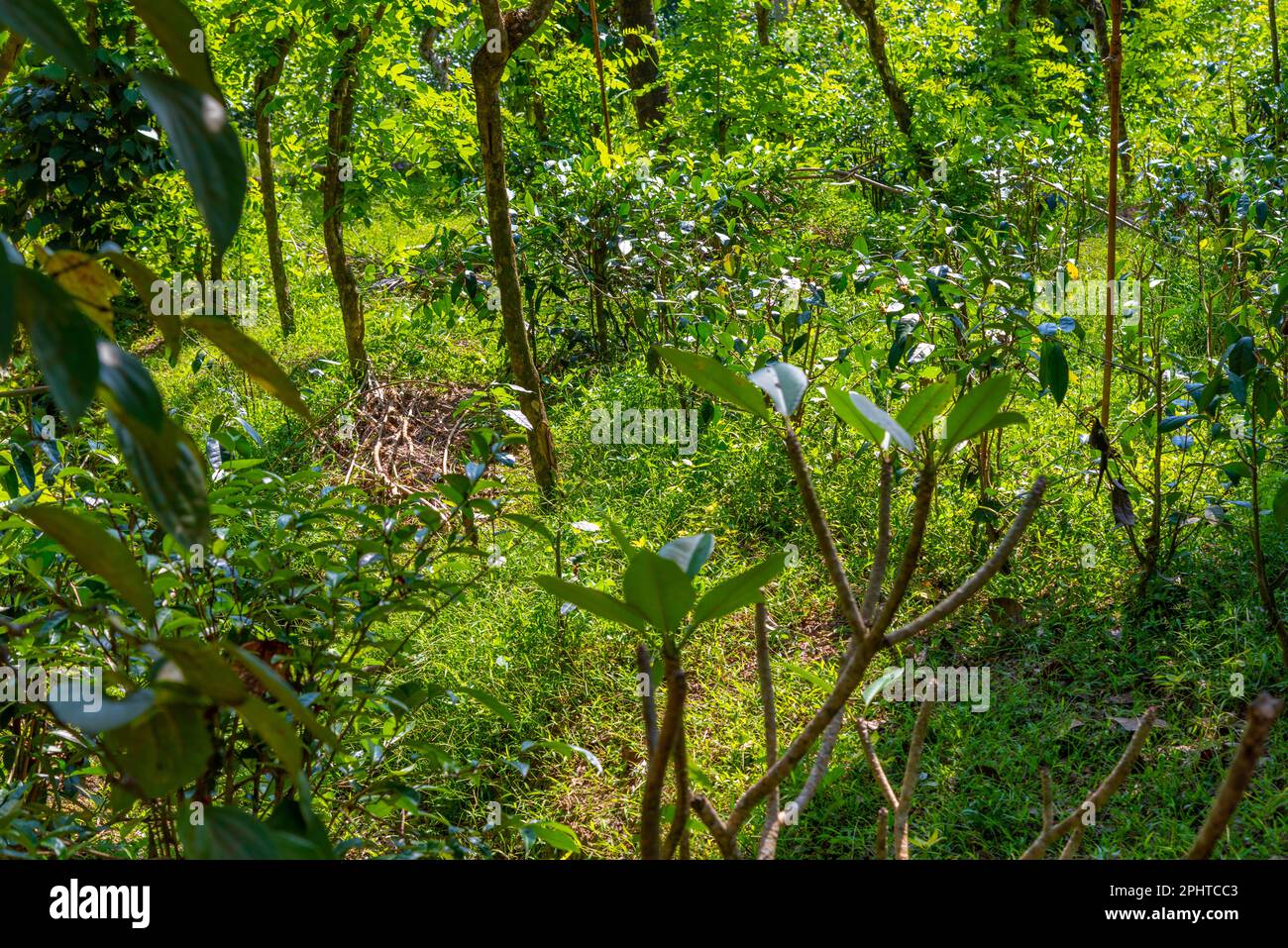 Tea plantations at Handunugoda tea estate near Koggala, Sri Lanka Stock ...