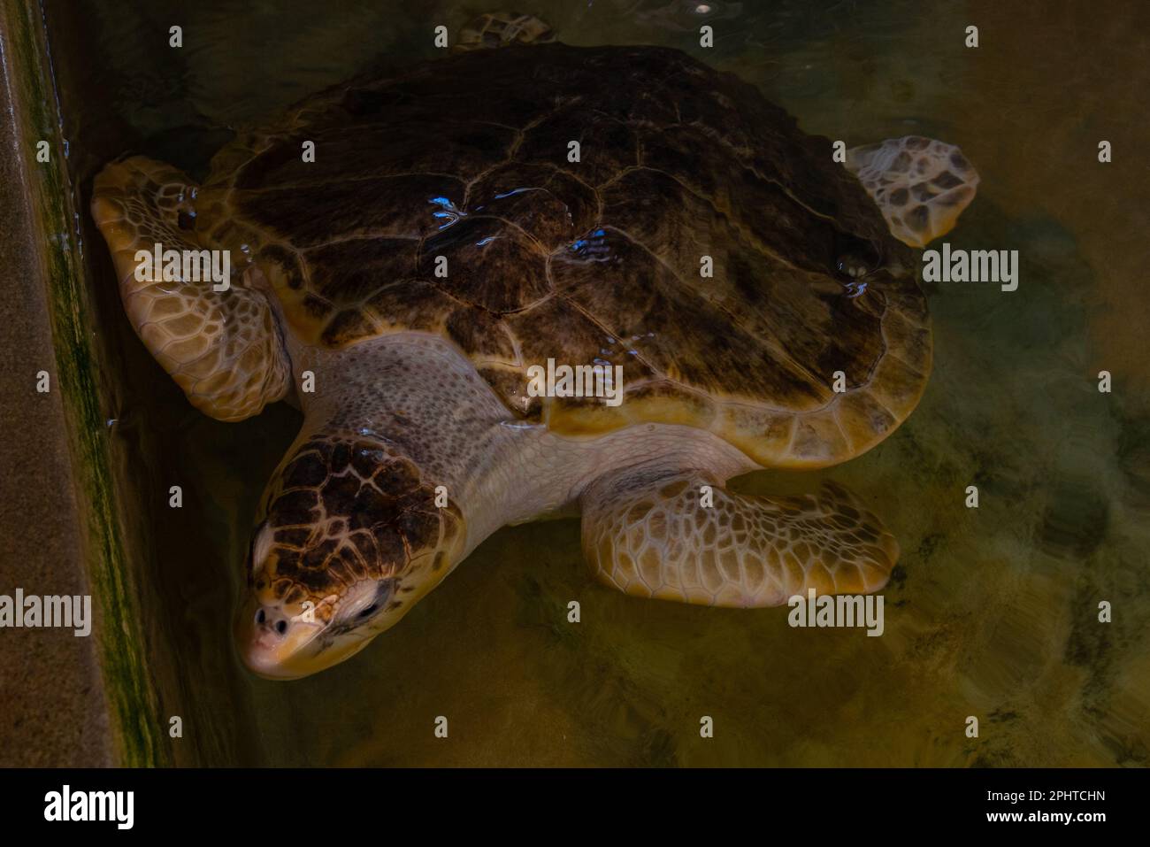 Loggerhead sea turtle at turtle hospital in Sri Lanka Stock Photo - Alamy