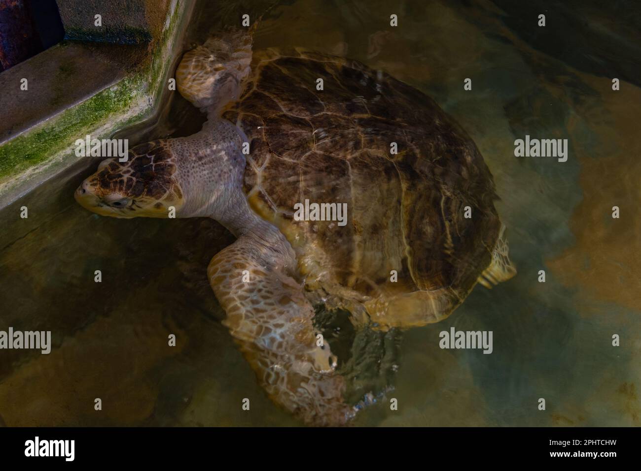 Loggerhead sea turtle at turtle hospital in Sri Lanka Stock Photo - Alamy