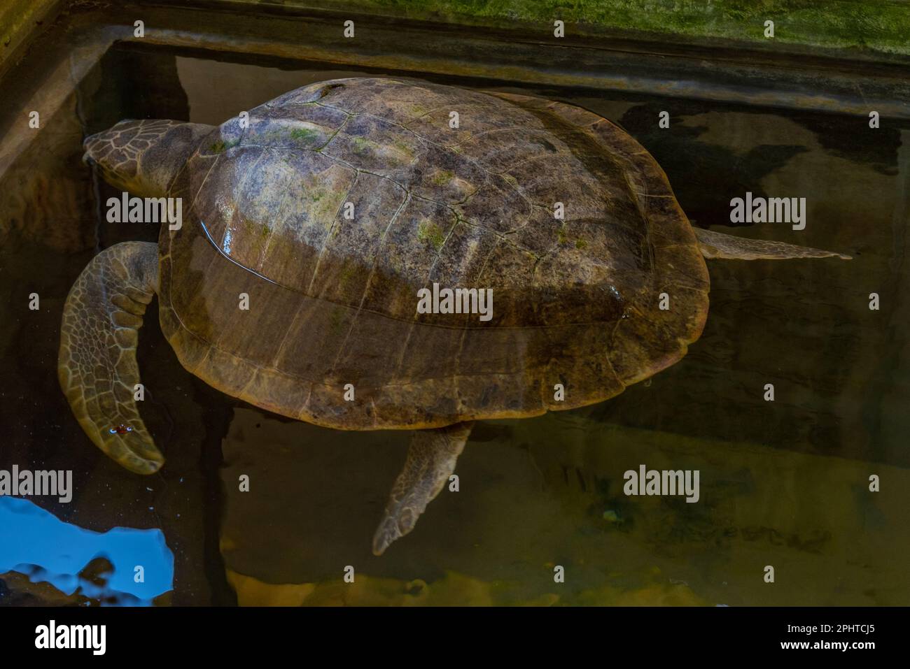 Freshwater Loggerhead Turtle