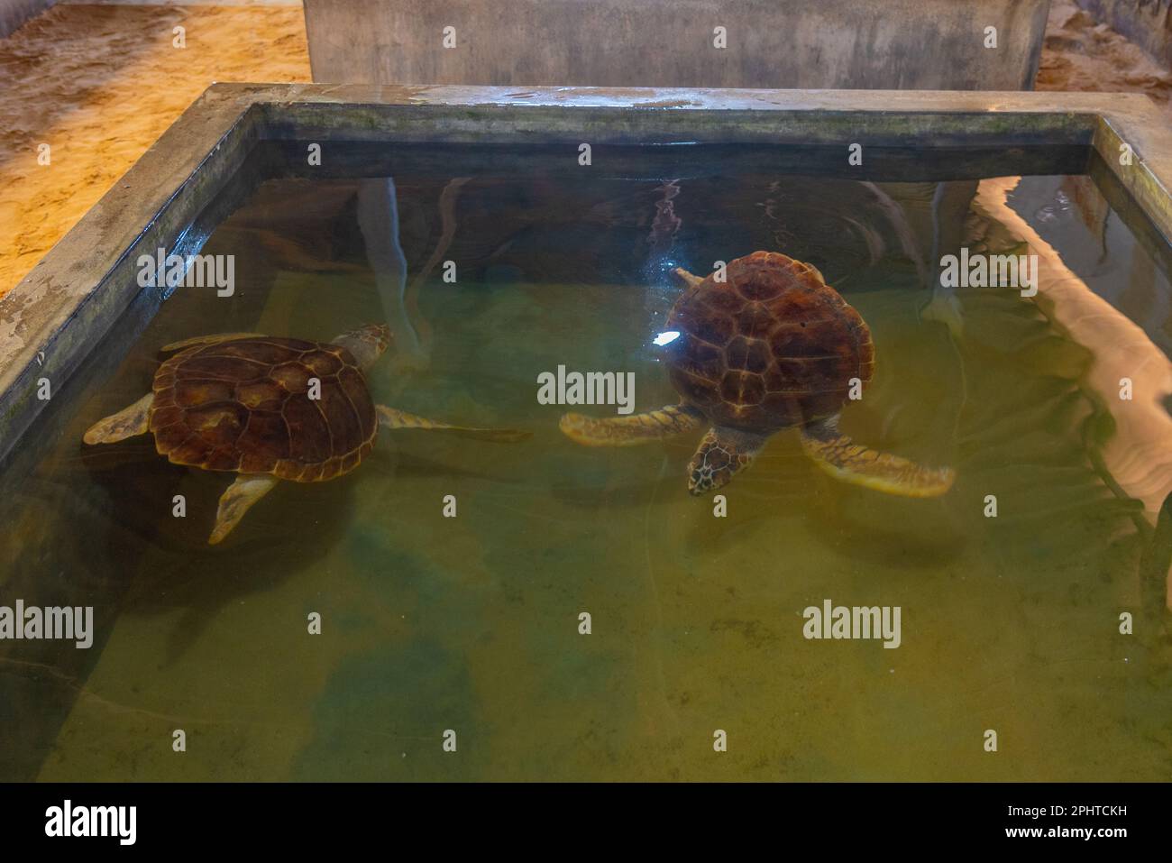 Loggerhead sea turtle at turtle hospital in Sri Lanka Stock Photo - Alamy