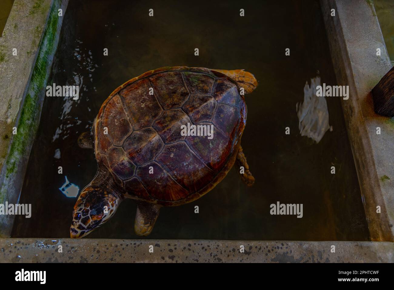 Loggerhead sea turtle at turtle hospital in Sri Lanka Stock Photo - Alamy