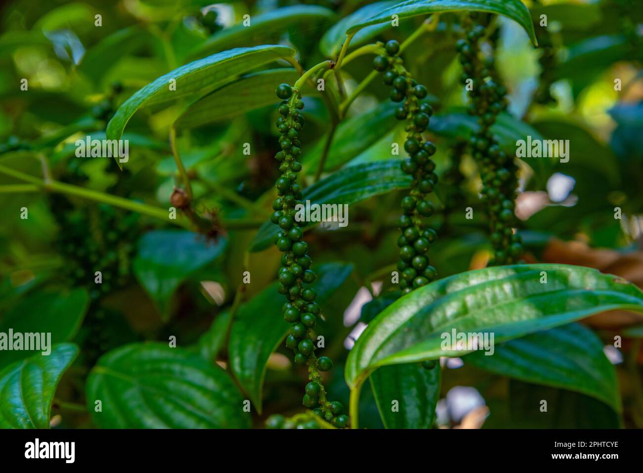 Black pepper plant at Sri Lanka Stock Photo - Alamy