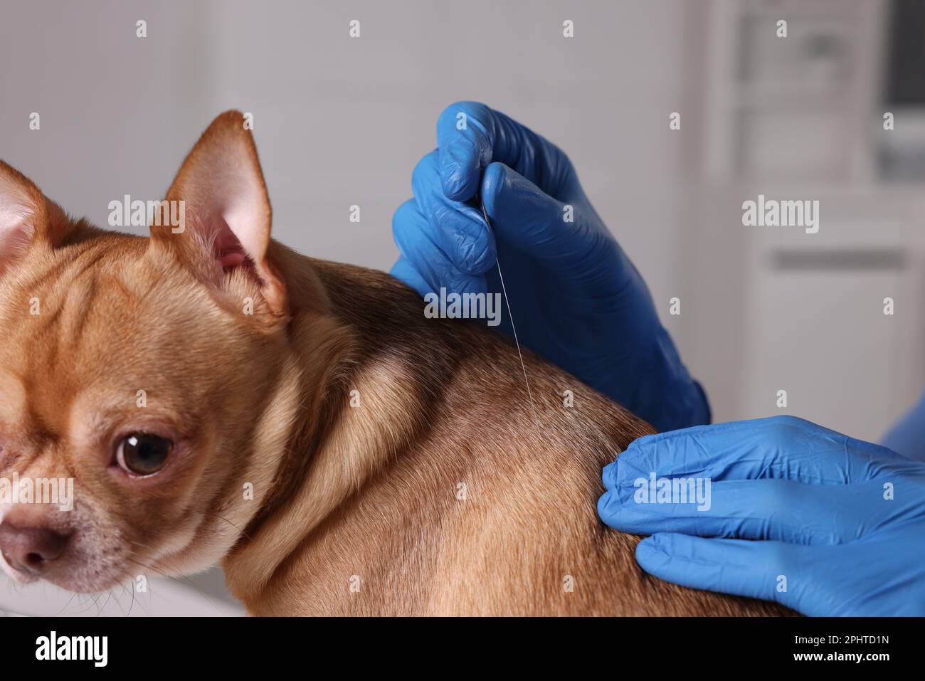 Veterinary holding acupuncture needle near dog's neck in clinic ...
