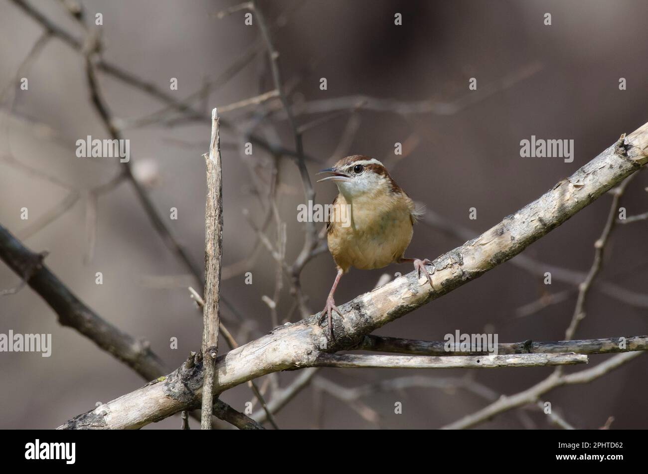 Carolina Wren, Thryothorus ludovicianus Stock Photo - Alamy