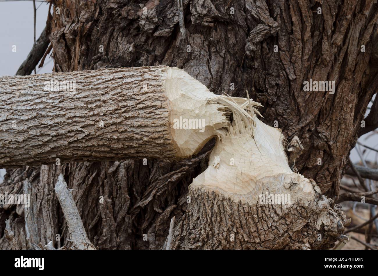 Tree felled by North American Beaver, Castor canadensis Stock Photo - Alamy