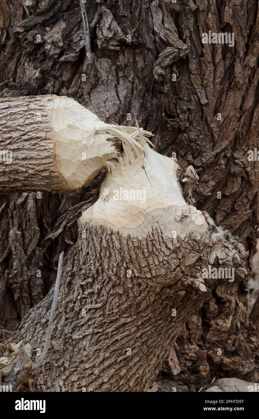 Tree felled by North American Beaver, Castor canadensis Stock Photo - Alamy