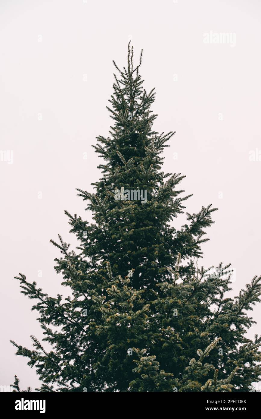 Spruce tree top hi-res stock photography and images - Alamy