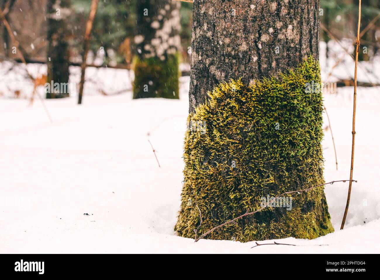 Tree trunk covered with moss in the winter forest Stock Photo - Alamy