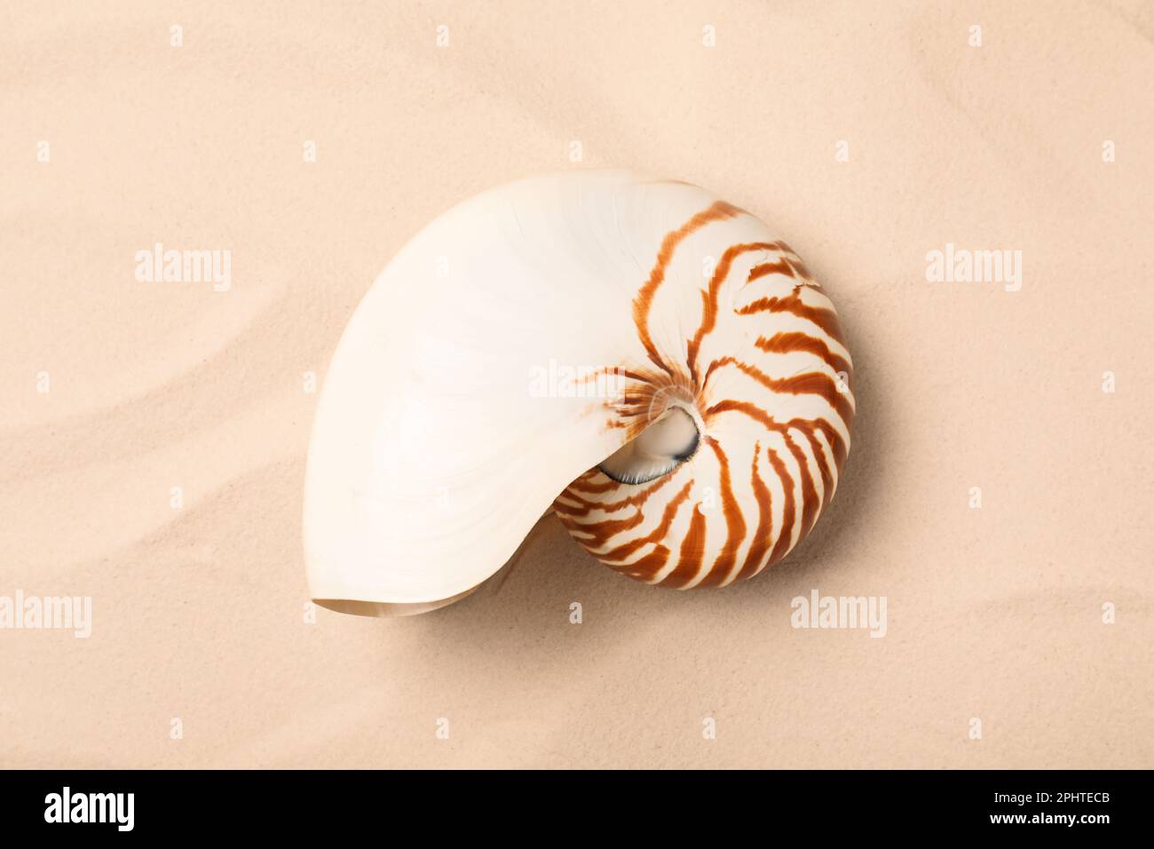 Nautilus shell on white sand, top view Stock Photo - Alamy