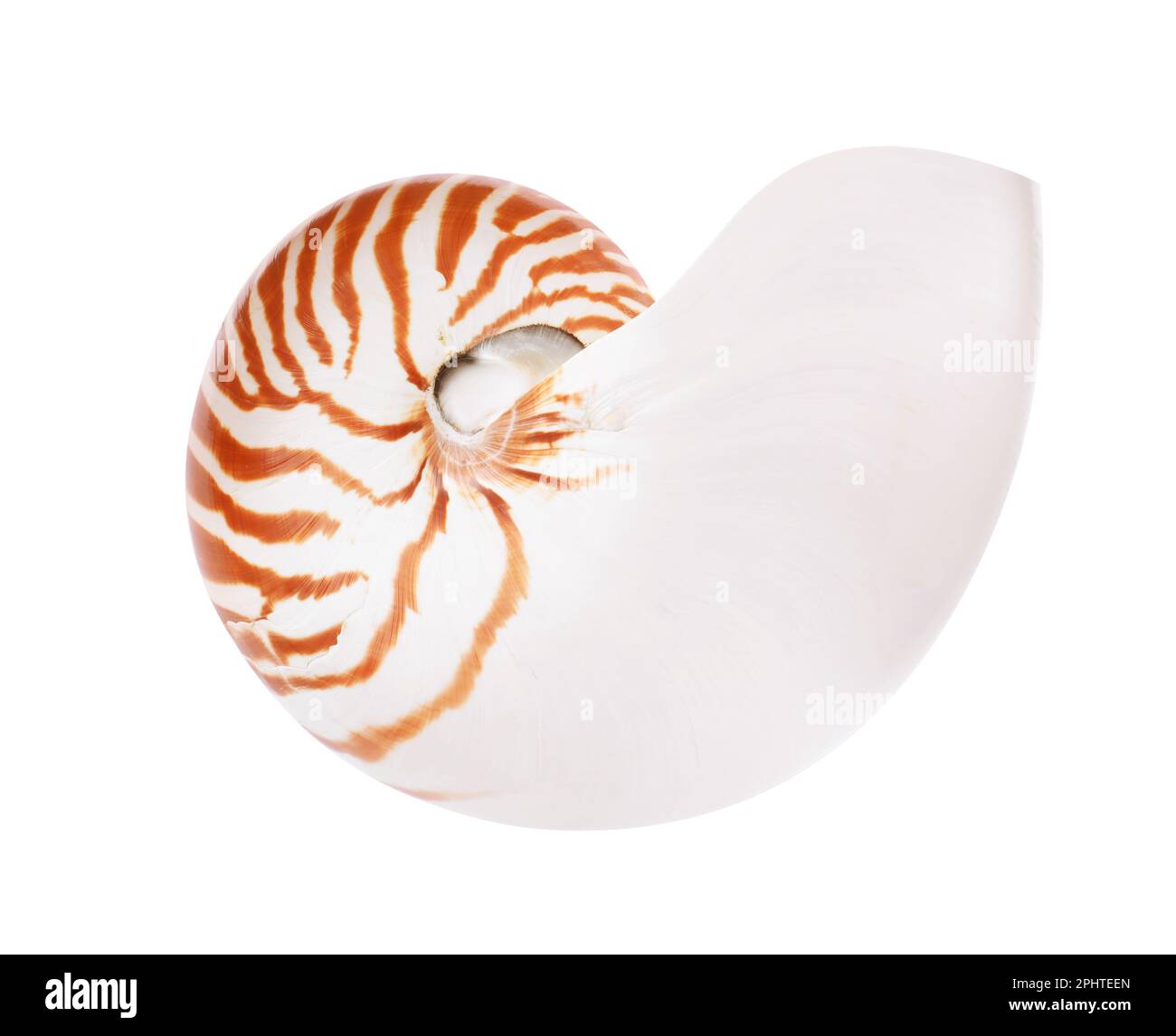 One beautiful nautilus shell isolated on white Stock Photo - Alamy