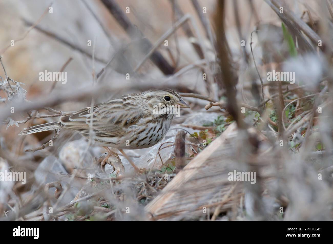 Savannah Sparrow, Passerculus sandwichensis, in deep cover Stock Photo - Alamy