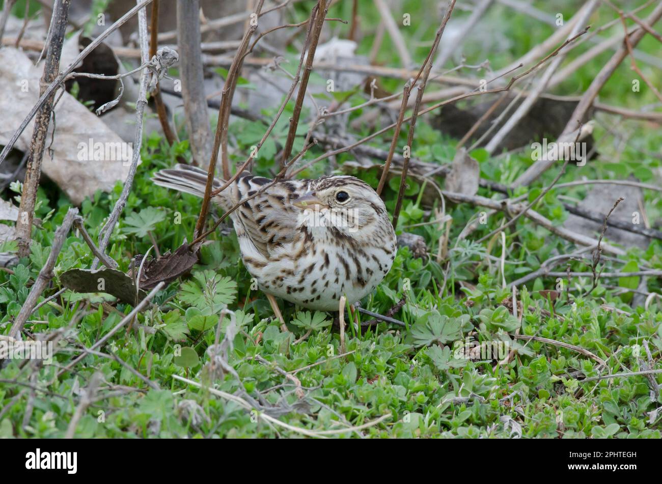 Savannah Sparrow, Passerculus sandwichensis Stock Photo - Alamy