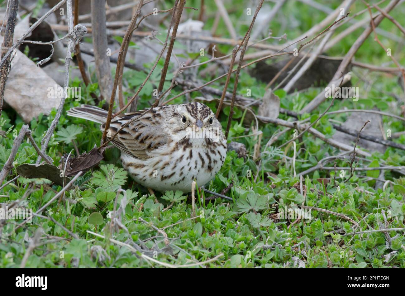 Savannah Sparrow, Passerculus sandwichensis Stock Photo - Alamy