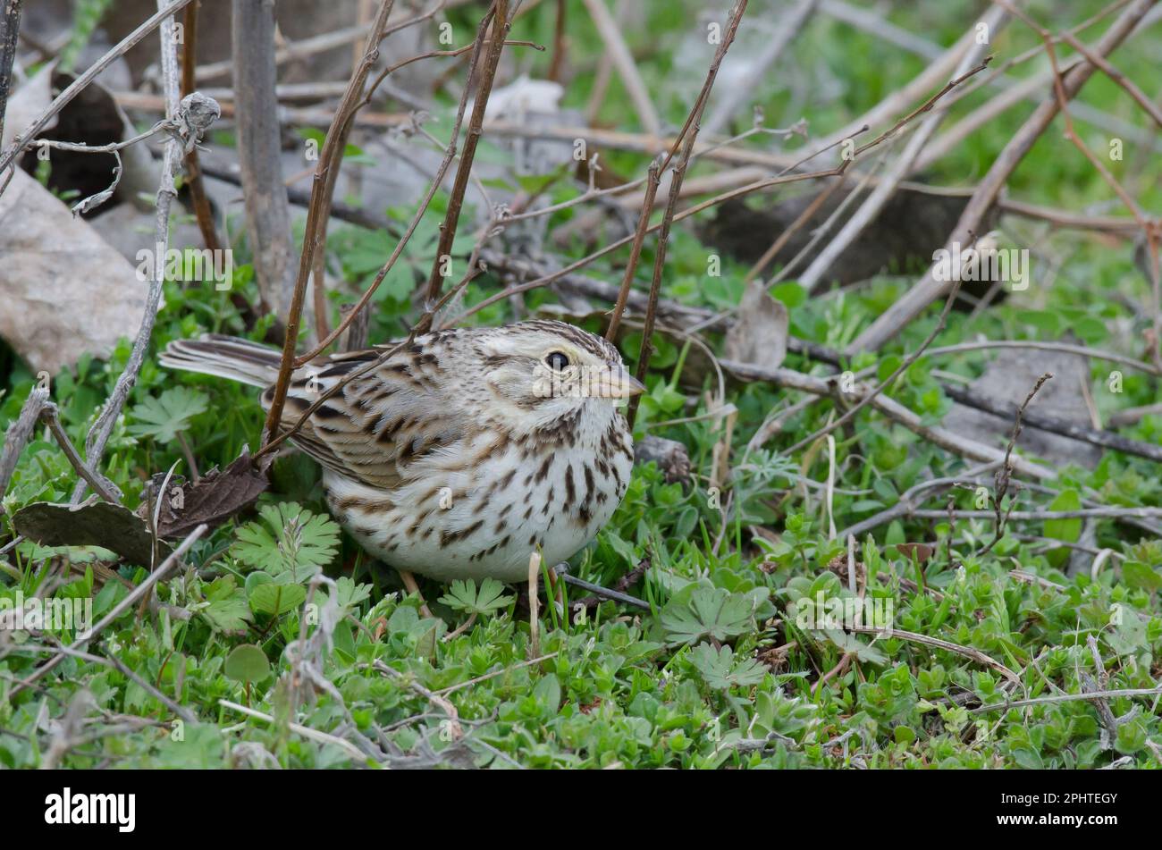 Savannah Sparrow, Passerculus sandwichensis Stock Photo - Alamy