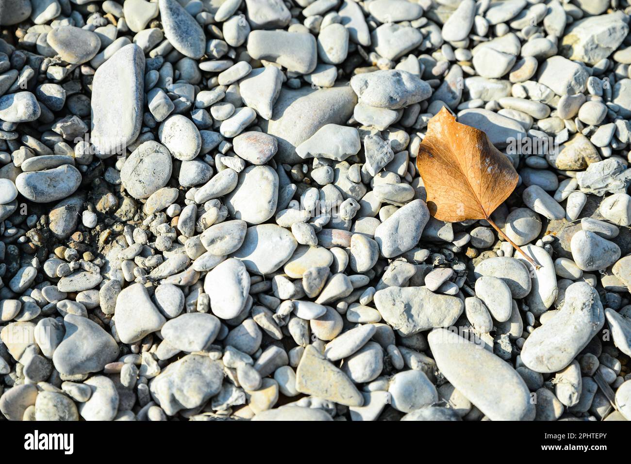 Dry leaf pile backdrop hi-res stock photography and images - Alamy