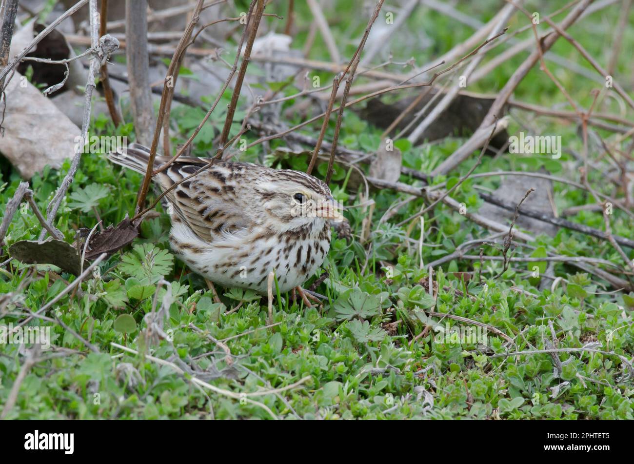 Savannah Sparrow, Passerculus sandwichensis Stock Photo - Alamy