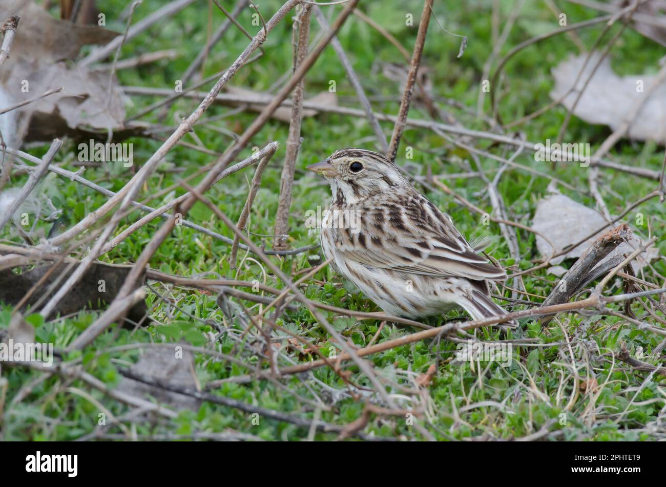 Savannah Sparrow, Passerculus sandwichensis Stock Photo - Alamy