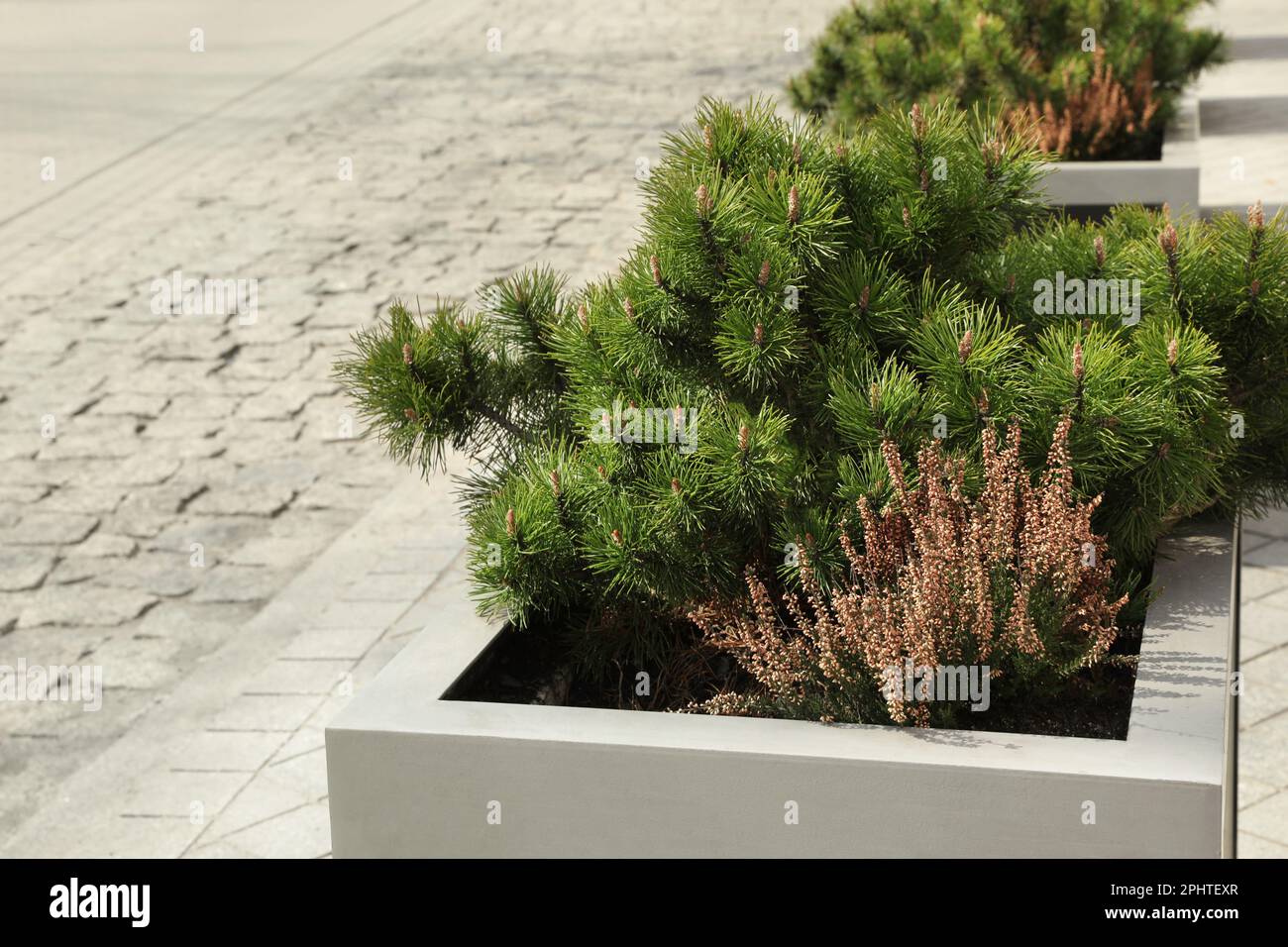 Beautiful flowers and young pine tree in plant pot outdoors, closeup ...
