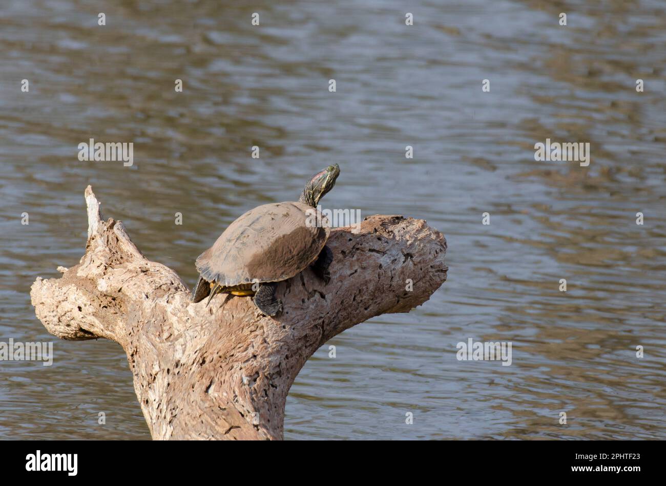 Red-eared slider, Trachemys scripta elegans, basking on log Stock Photo ...