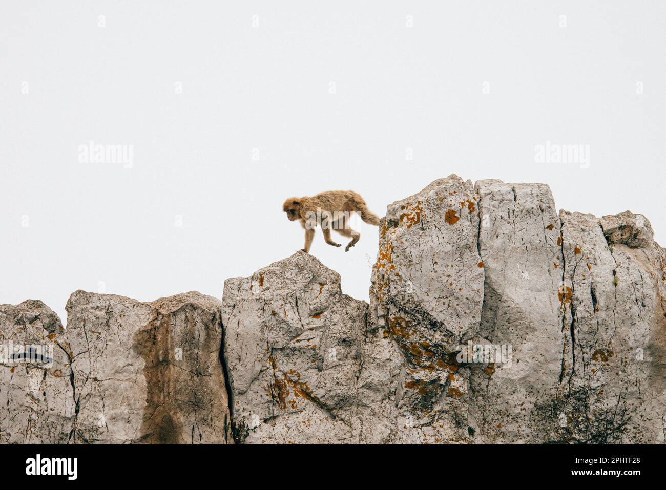 Monkey climbing mountain hi-res stock photography and images - Alamy