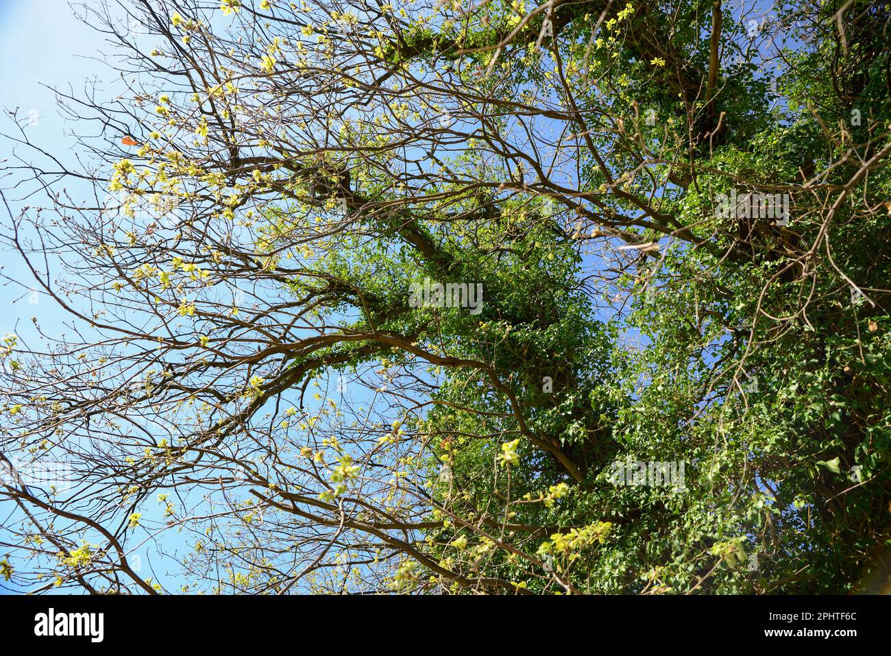 Tree overgrown with ivy vine on sunny spring day Stock Photo - Alamy