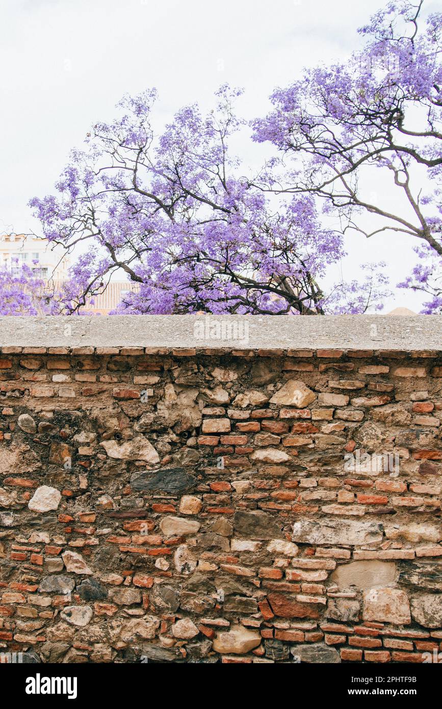 Jacaranda tree behind hi-res stock photography and images - Alamy