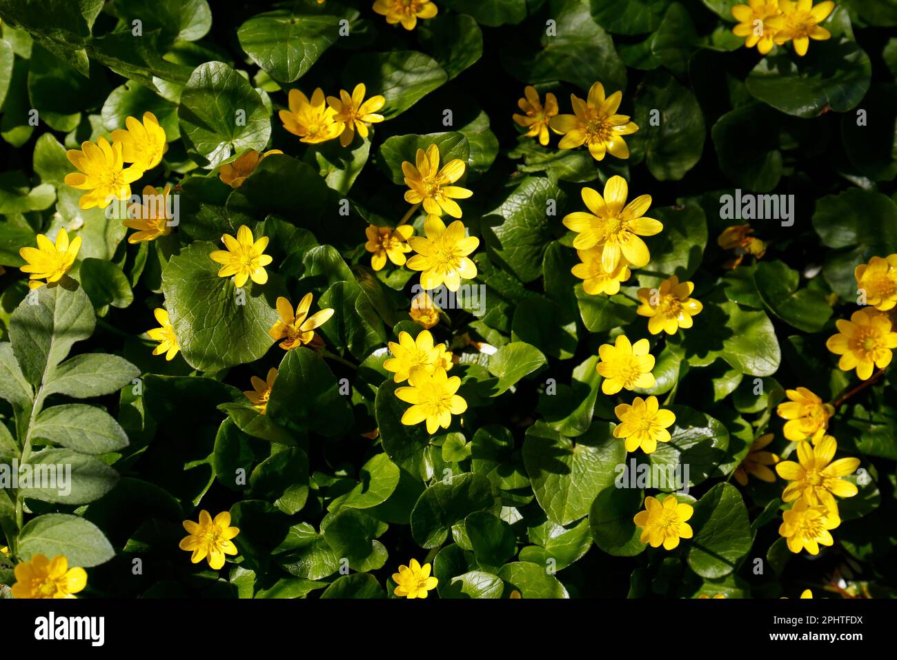 Beautiful lesser celandine flowers hi-res stock photography and images ...